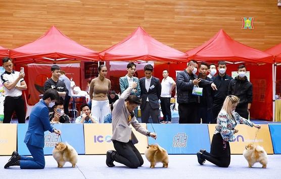 Cuộc thi "nhan sắc" dành riêng cho những chú chó
